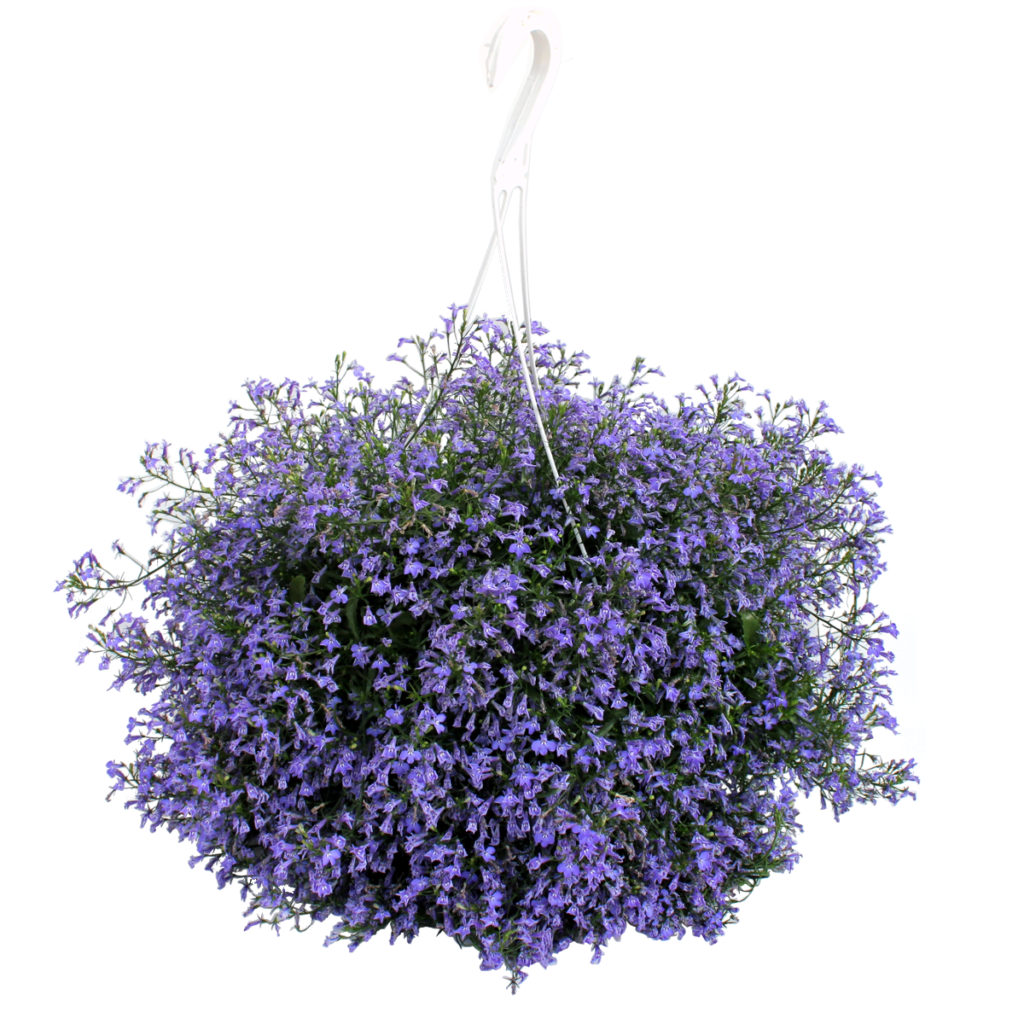 Lobelias | Meyers Farms