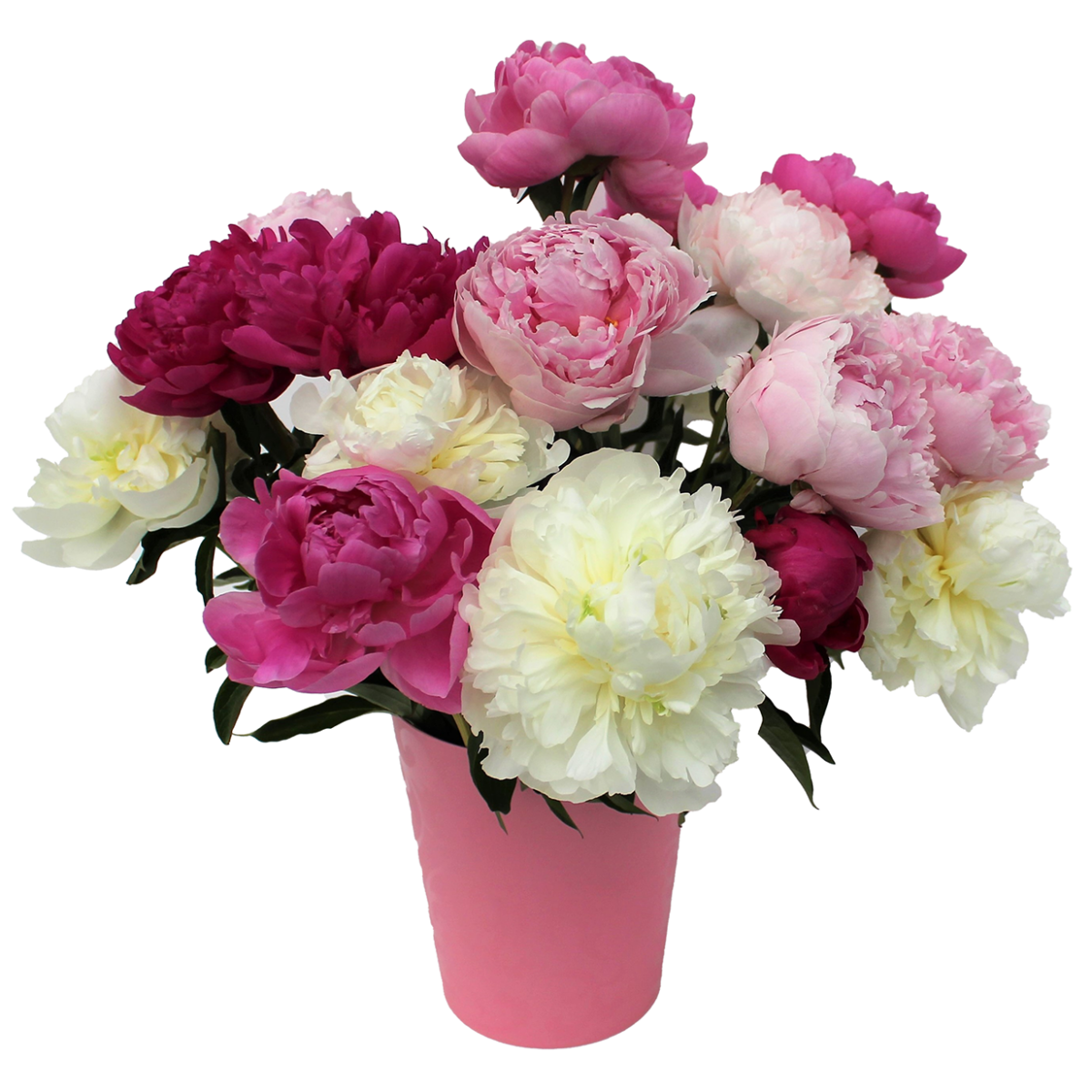 Cut Flowers Archives | Meyers Farms
